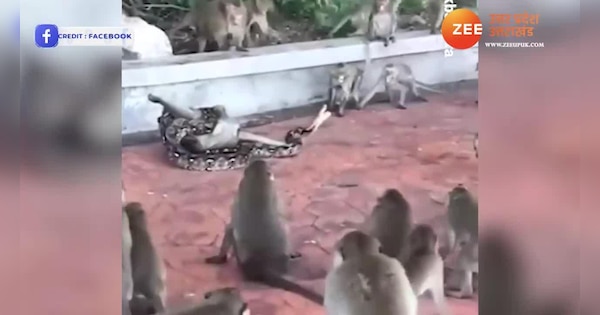 WATCH VIDEO Python wanted to make Bandar his prey monkeys attack Python ...