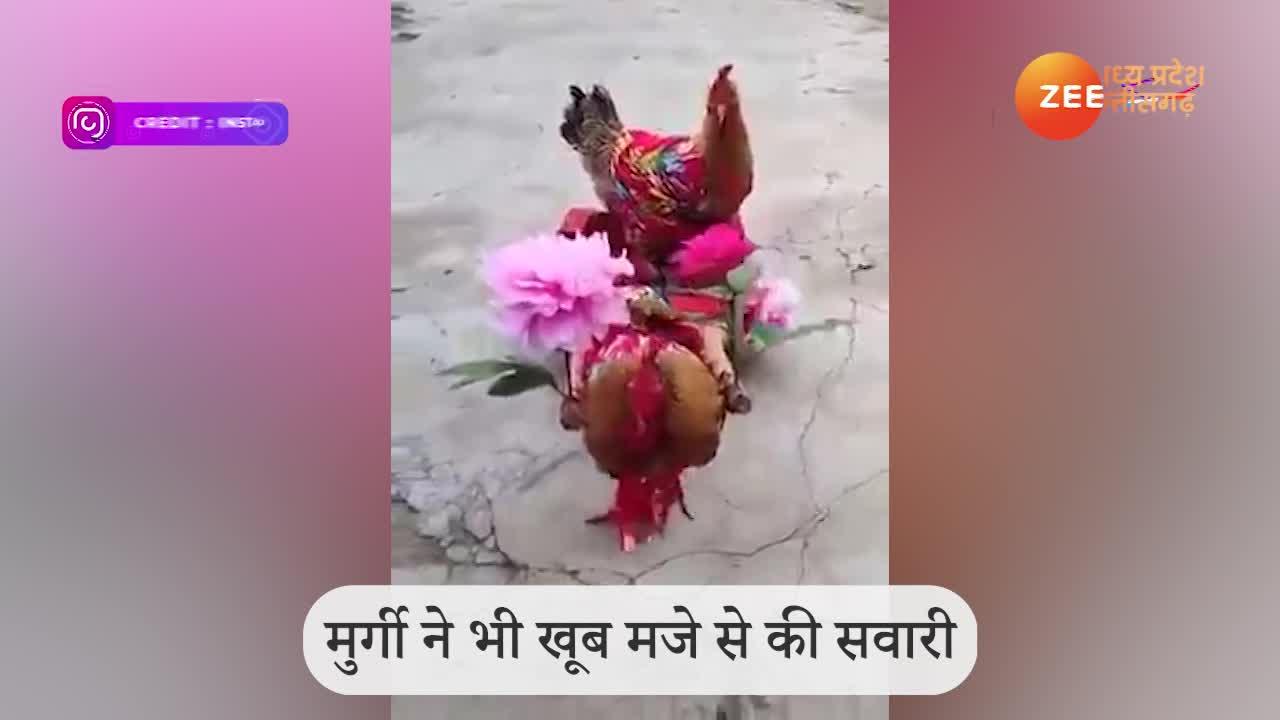 murgi murga cutest video you never seen murge ne murgi ko karai gadi me ...