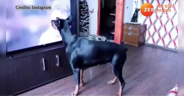 Viral Video of A Dog Doing Michael Jackson Dance Moon Walk while ...
