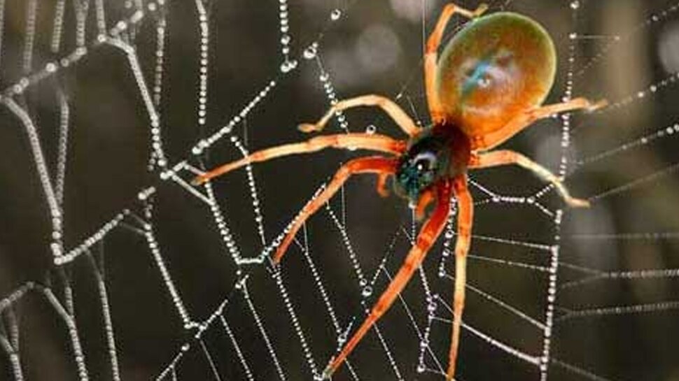 Spider traps big insects and moths but does not get caught in its own ...