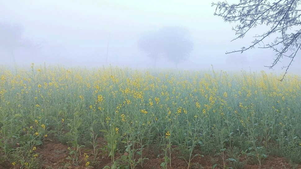 Sikar Weather Update Heavy fog in area cold winds also increased ...