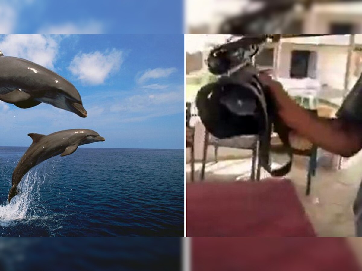 Israeli Killer commando dolphins with weapons on their head chased ...