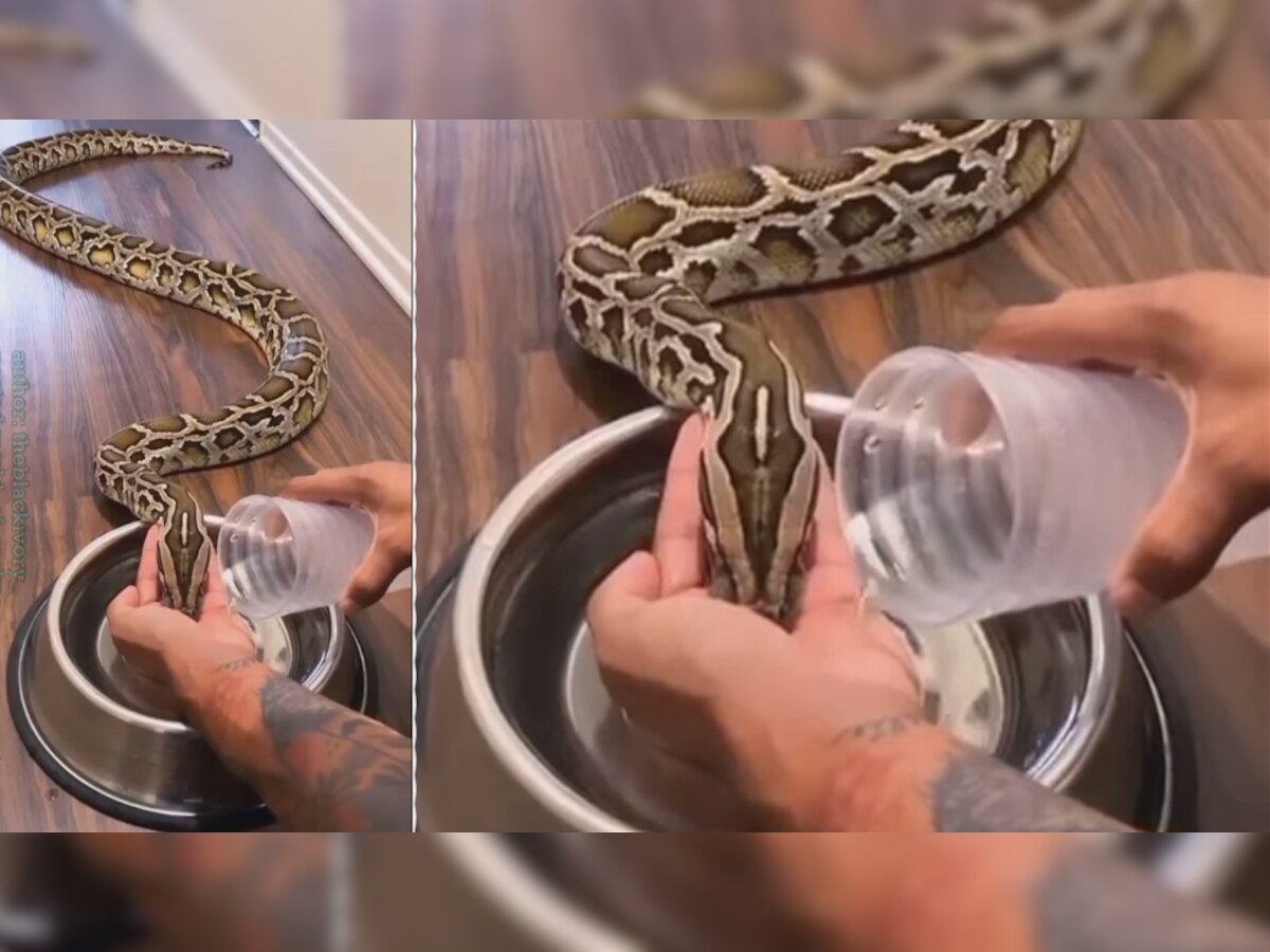 Man drinking water to giant python with his hand surely you must not ...