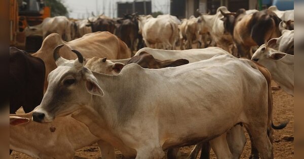 godhan nyay yojana chhattisgarh cows die in raveli gauthan bemetara ...