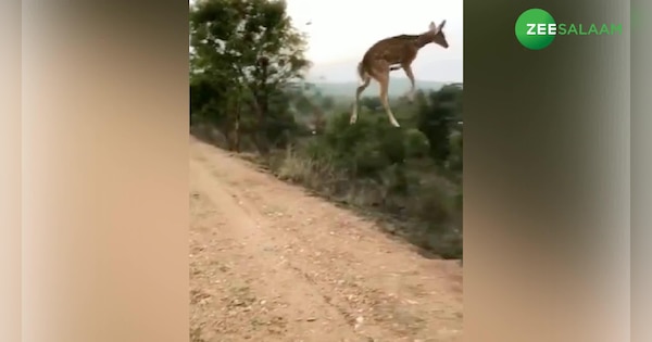 did you see the flying dear see video smzs | Flying Dear: क्या उड़ते ...