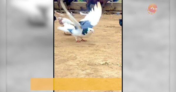 Pigeons Amazing Backflip like actor tiger shroff Video viral mpsn ...