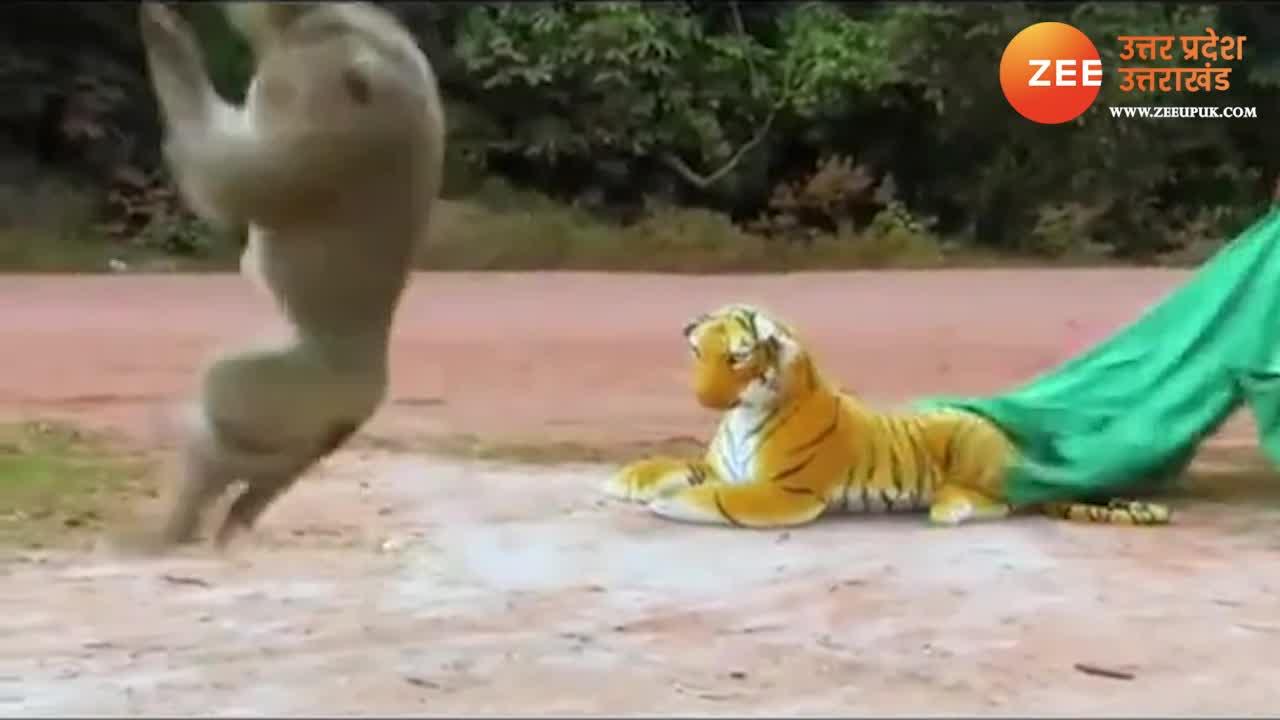 MUST WATCH VIDEO monkey became scared seeing toy tiger funny reaction ...