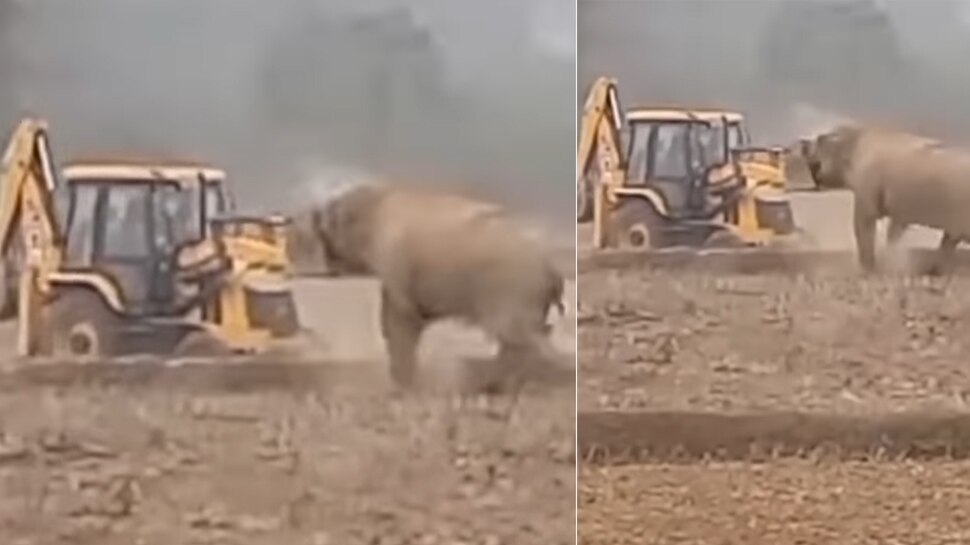 Have you ever seen a clash between an elephant and a JCB see who has ...