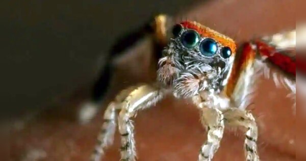Scientists detect colour blindness in jumping spiders | मकड़ियों के ...