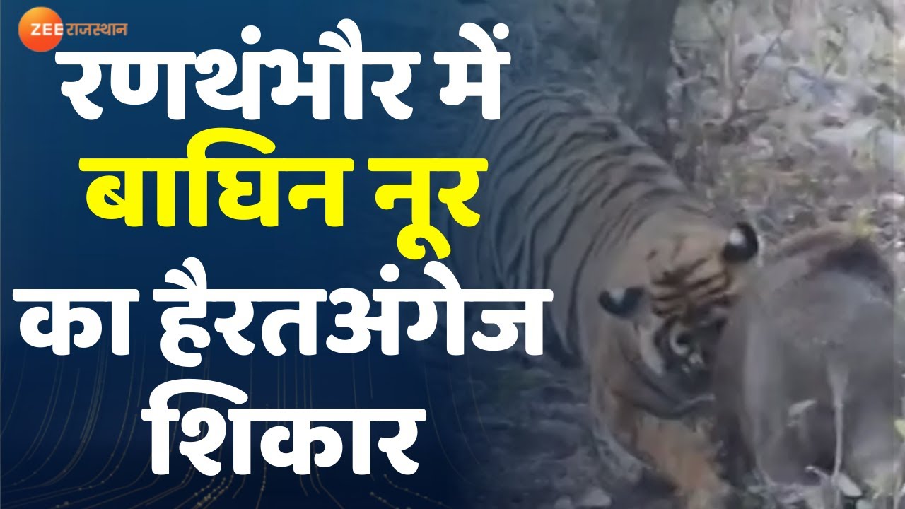Tigress Noor hunted wild boar in Ranthambore | रणथम्भौर में बाघिन नूर ...