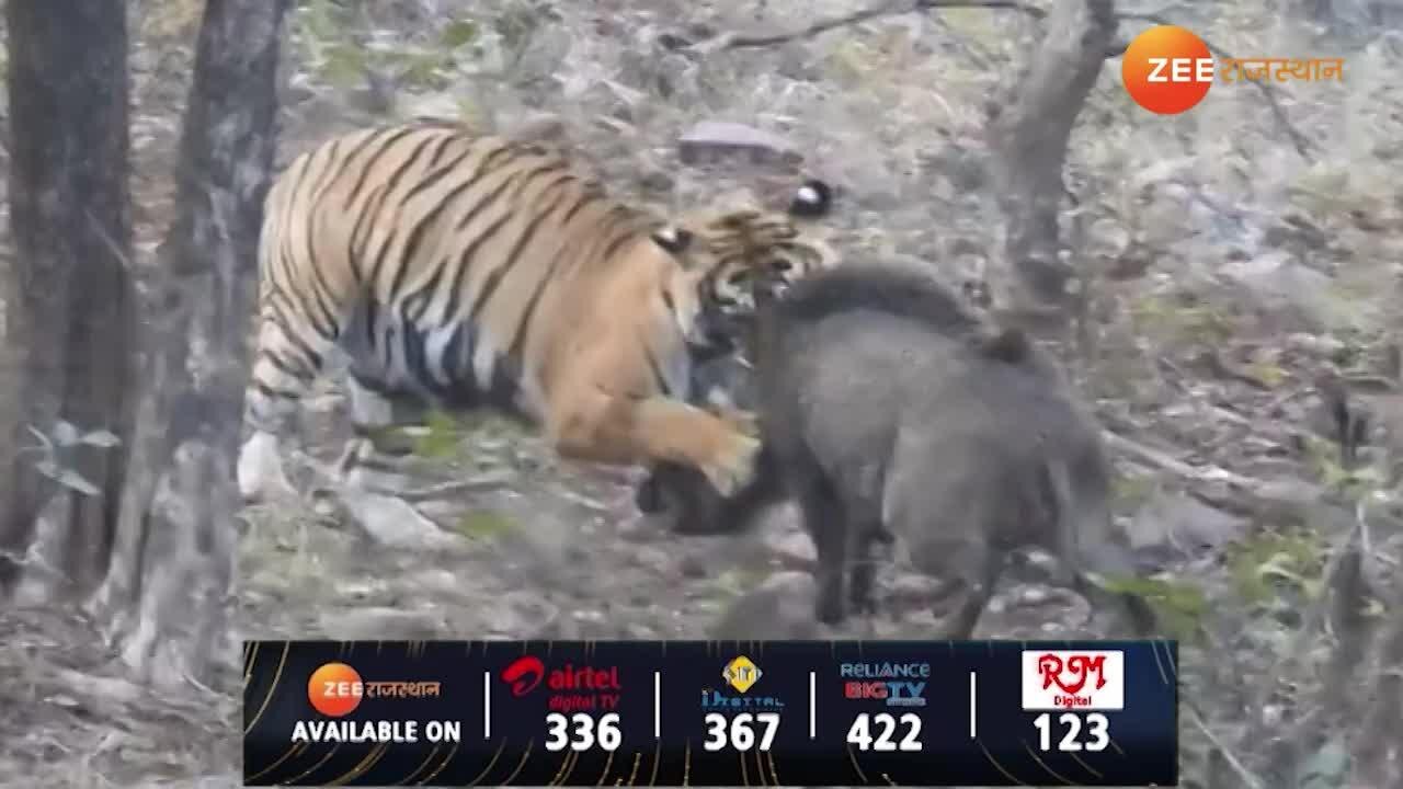 Tiger took the life of a wild boar in 60 seconds, watch the exciting ...