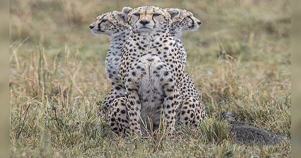 the three headed cheetah photograph will make you the fan of this ...