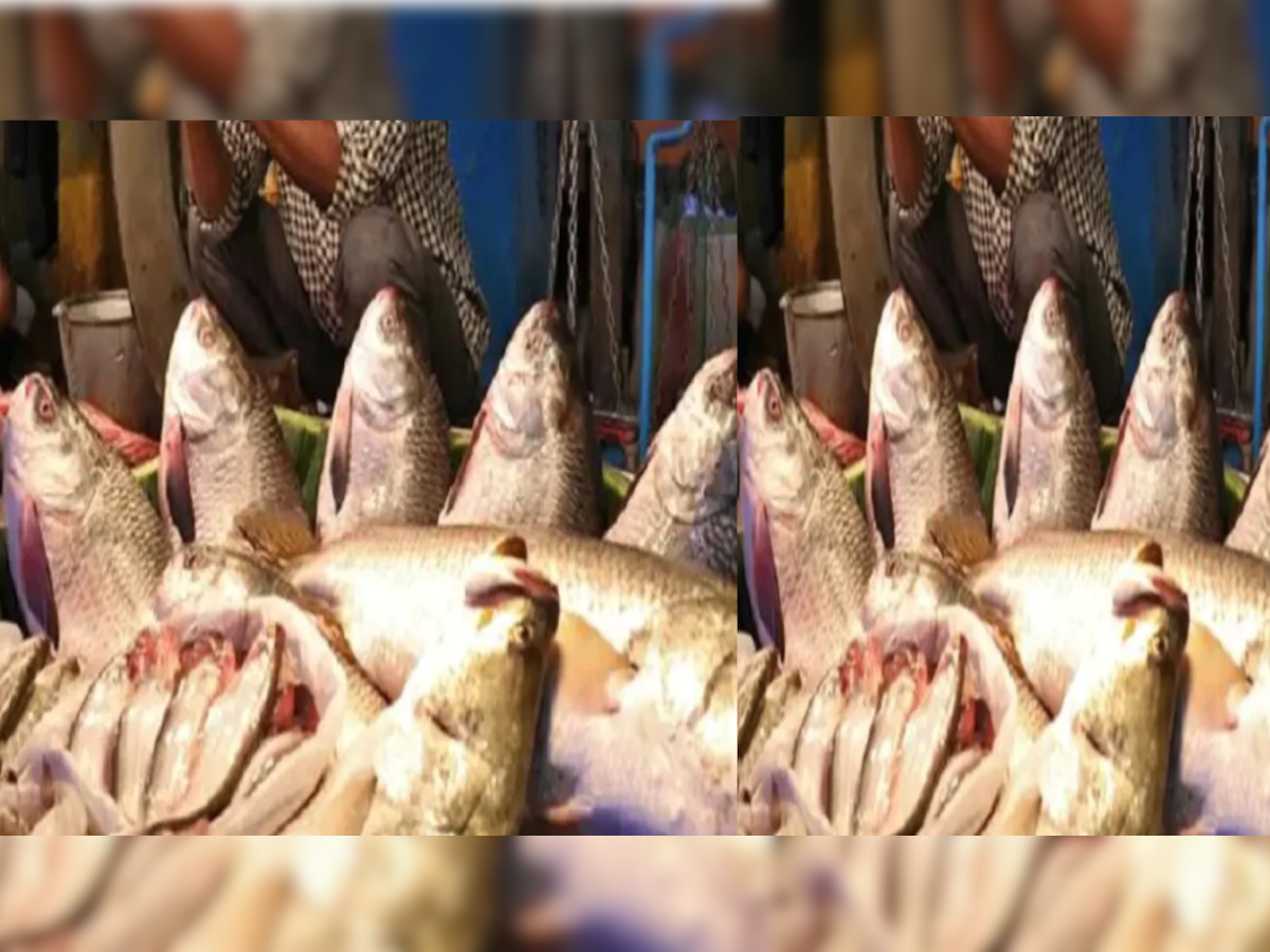 interesting news of odhisha Telia Bhola fish ssh | गजब : रातों रात ...