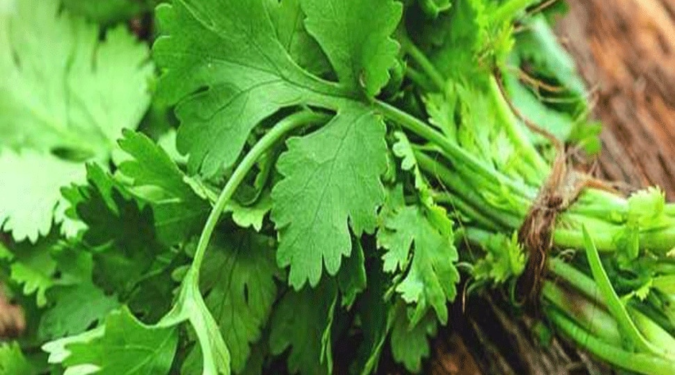 Best ways to store coriander leaf or dhaniya in fridge| फ्रिज में धनिया ...