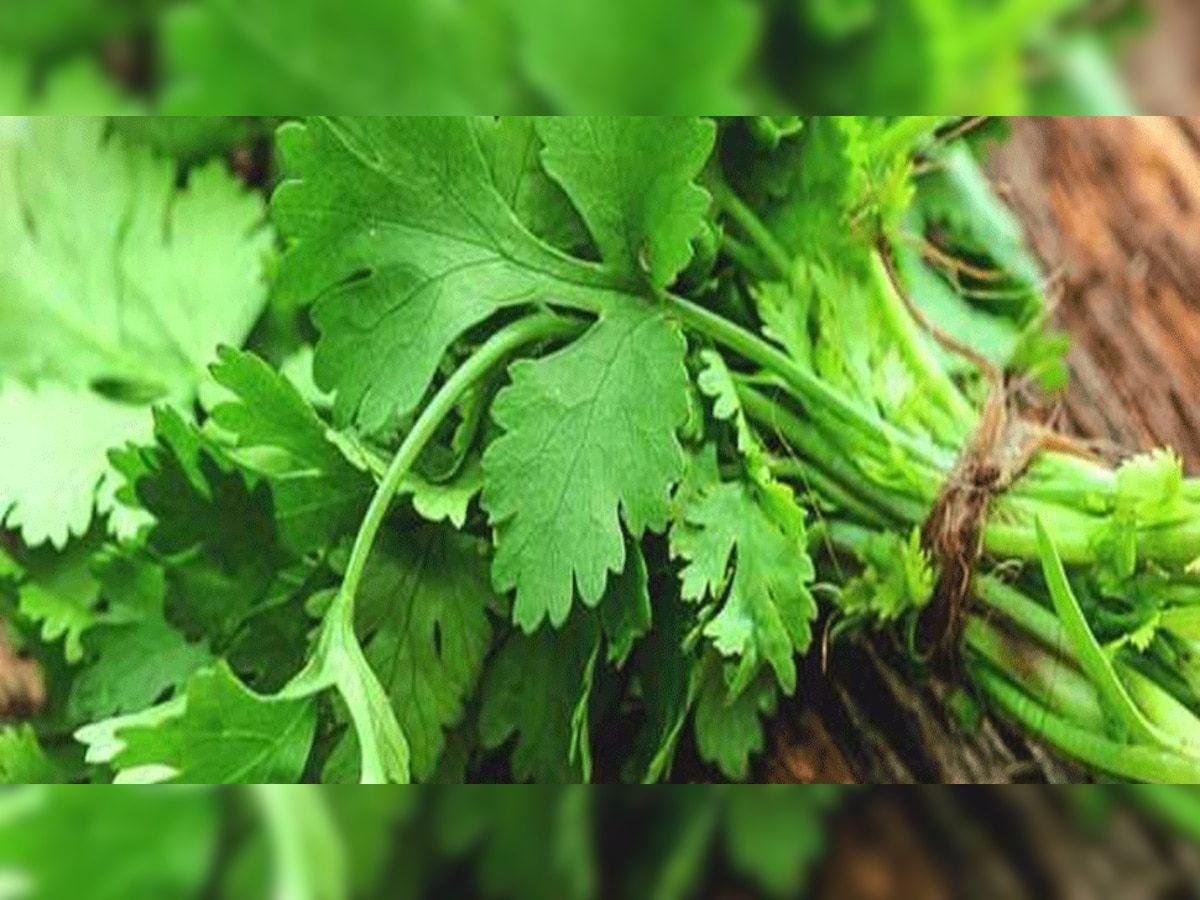 Best ways to store coriander leaf or dhaniya in fridge| फ्रिज में धनिया ...
