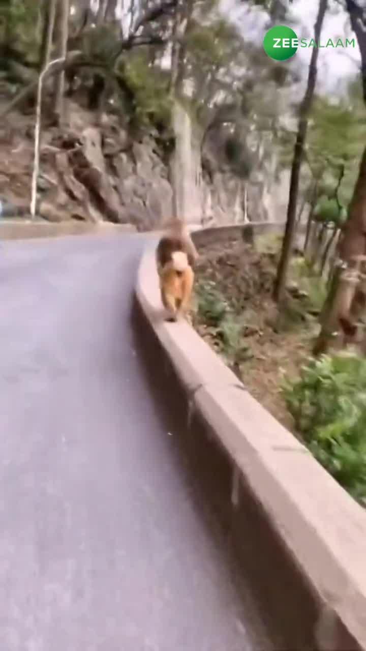 Viral video a monkey is running on two legs | VIRAL VIDEO: बंदर को दो ...