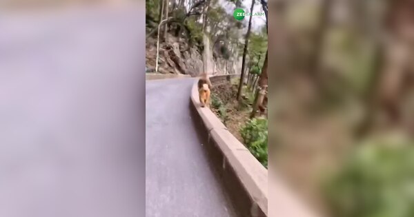 Viral video a monkey is running on two legs | VIRAL VIDEO: बंदर को दो ...