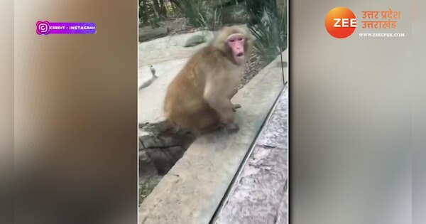 Seeing magic baffled monkey jumped in enclosure You will surprised to ...