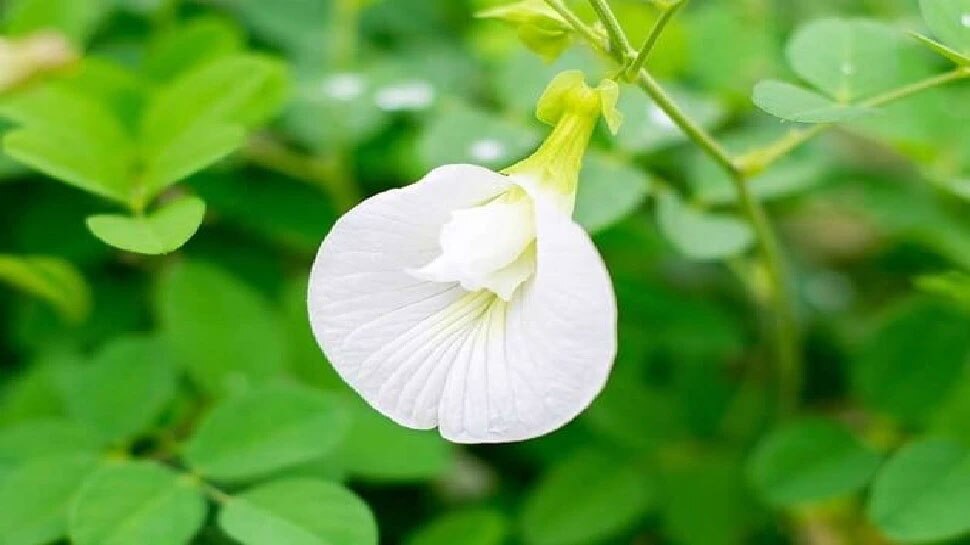 Health Benefits of Shankhpushpi Flower as ayurvedic medicine Ayurveda ...