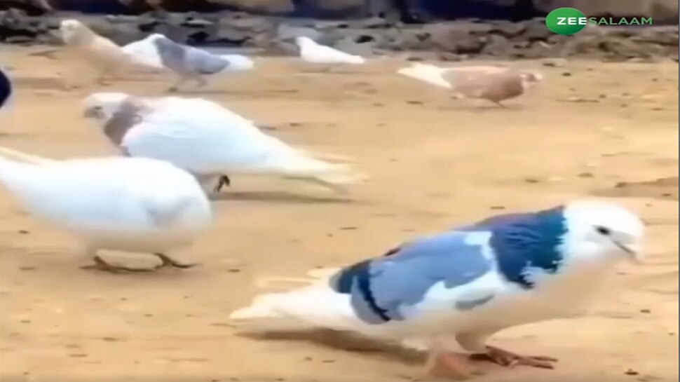 Pigeon doing backflip viral video birds and animal funny videos | WATCH ...