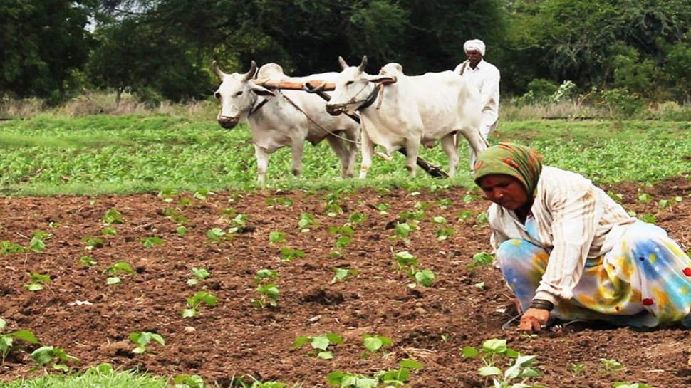Husband and Wife will be able to take advantage of PM Kisaan Scheme ...