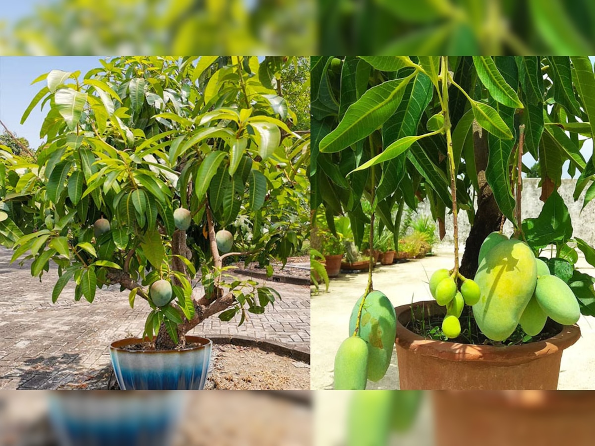 How To Grow Mango Tree In Flower Pot your home Balcony and Roof top ...