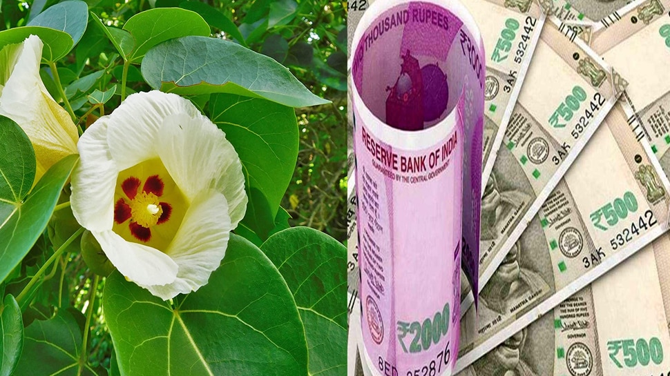 paras peepal tree benefits lord vishnu is pleased by planting this ...