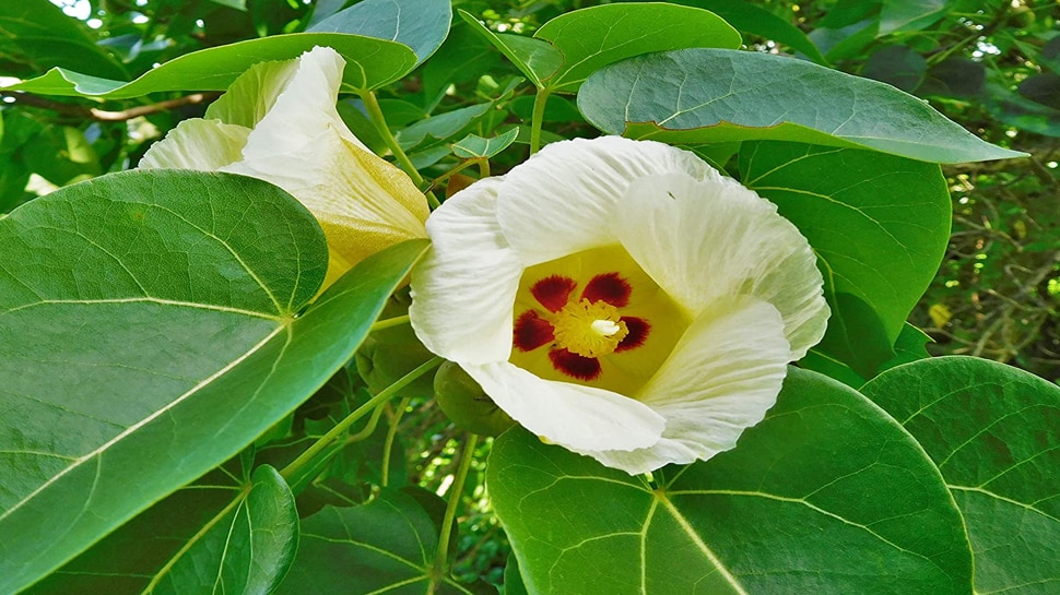 paras peepal tree benefits lord vishnu is pleased by planting this ...