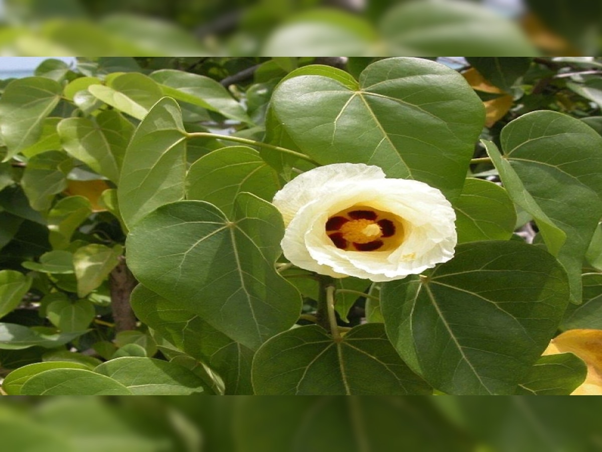 paras peepal tree benefits lord vishnu is pleased by planting this ...