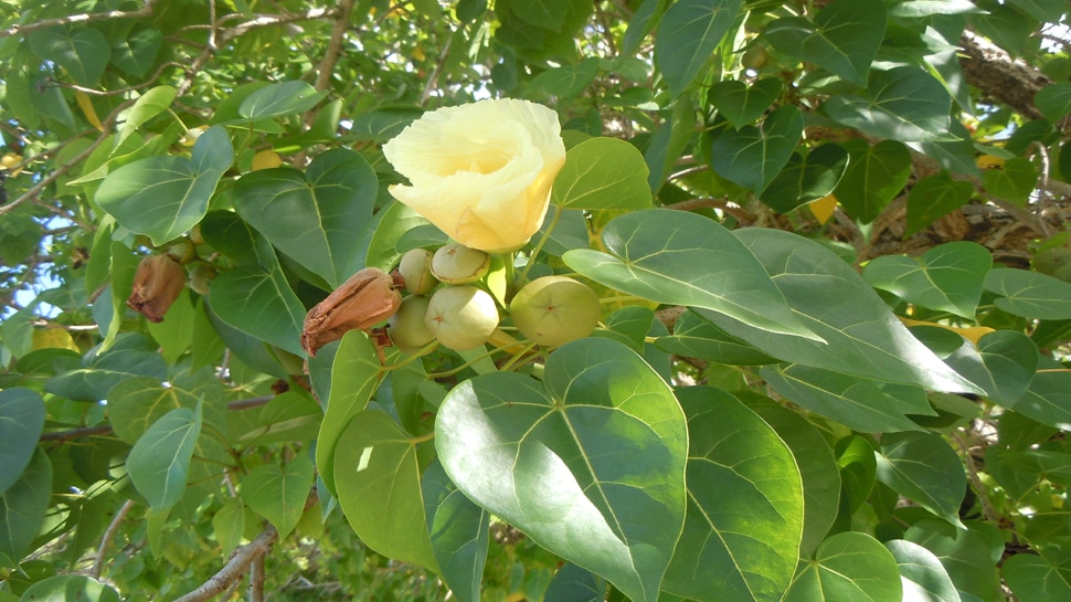 paras peepal tree benefits lord vishnu is pleased by planting this ...