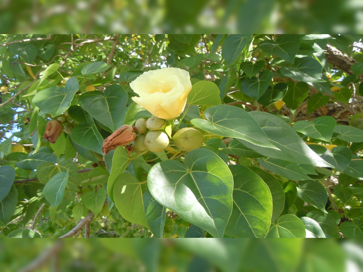paras peepal tree benefits lord vishnu is pleased by planting this ...
