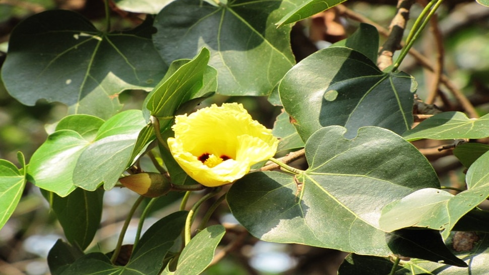 paras peepal tree benefits lord vishnu is pleased by planting this ...