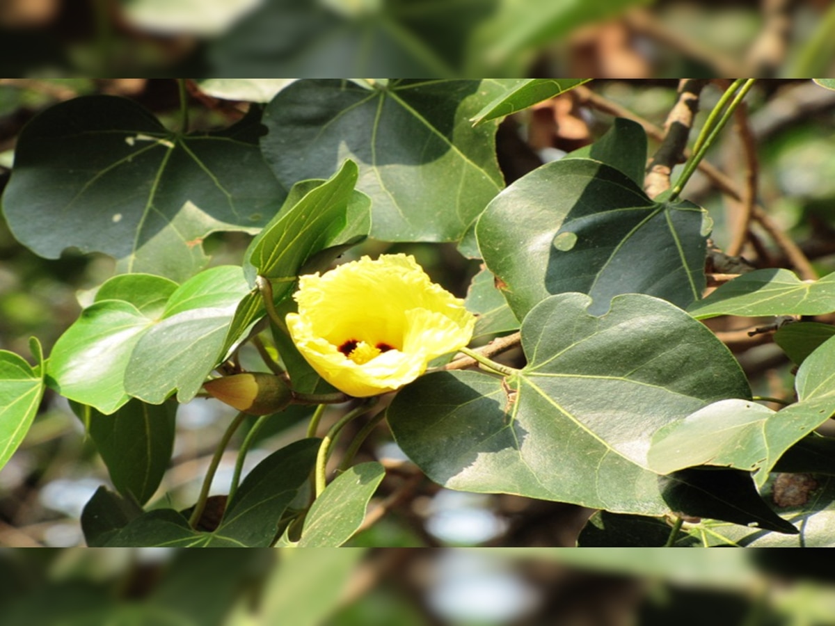 paras peepal tree benefits lord vishnu is pleased by planting this ...