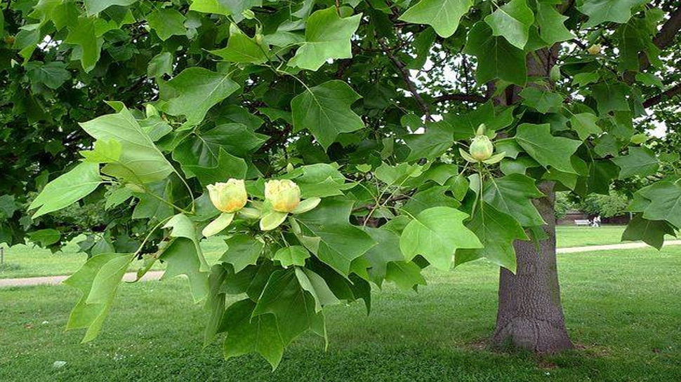 paras peepal tree benefits lord vishnu is pleased by planting this ...