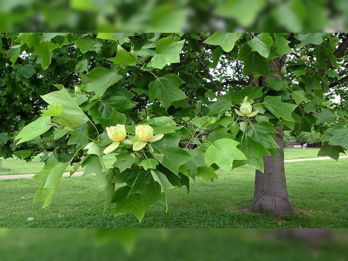 paras peepal tree benefits lord vishnu is pleased by planting this ...