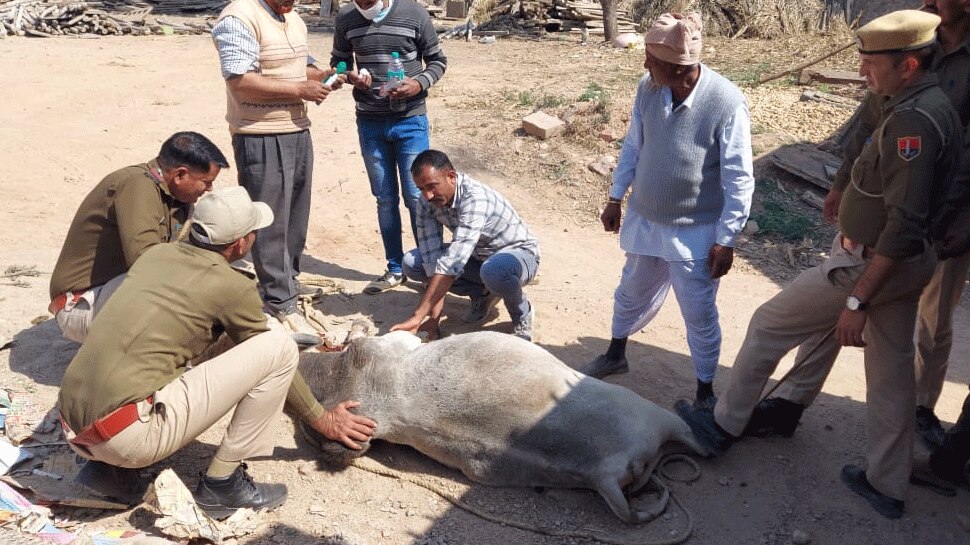 bull was suffering in injured state police showed the benevolent face ...