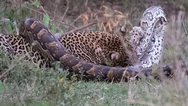 Leopard swooped on seeing the python then can't believe what happened ...