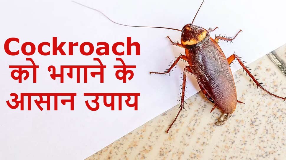 How to Get Rid of Cockroach 5 Home Remedies Bay leaf Kerosene Oil Clove ...