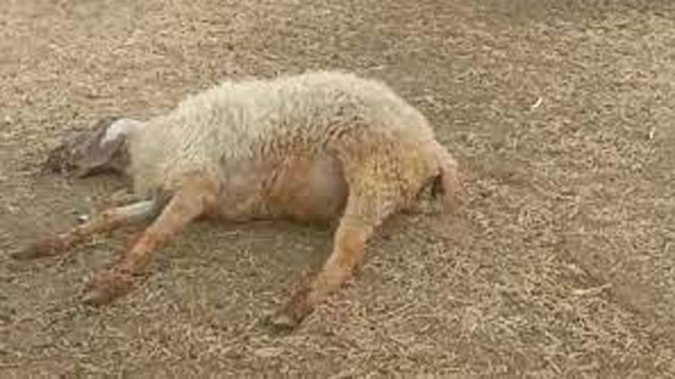 wild animal created a ruckus entered enclosure and killed 45 sheep and ...