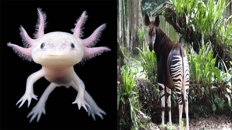 you must not have seen such strange and weird animals you will be ...