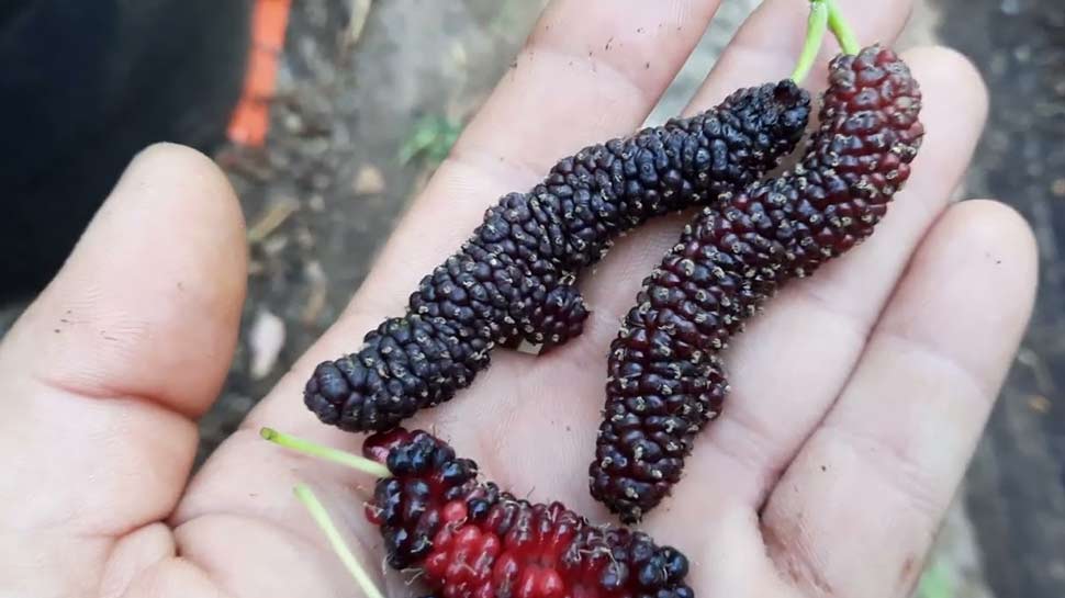 Mulberry Health Benefits Shahtoot Constipation Diabetes Boost Immunity ...