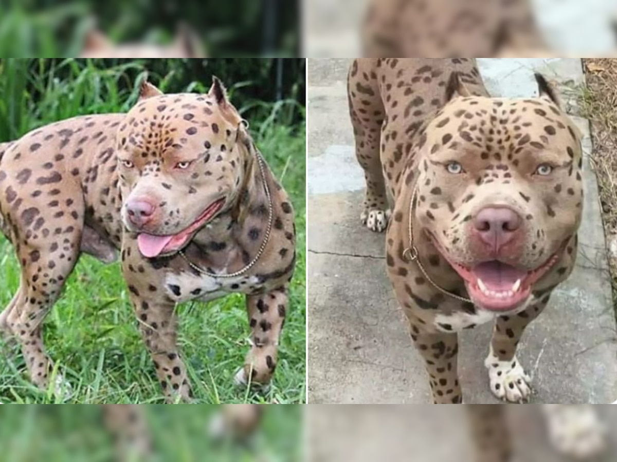 Viral Photo: A dangerous animal creates fear even more than a cheetah ...