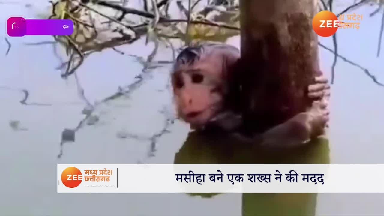 Viral emotional video Monkey children were drowning in the river Man ...
