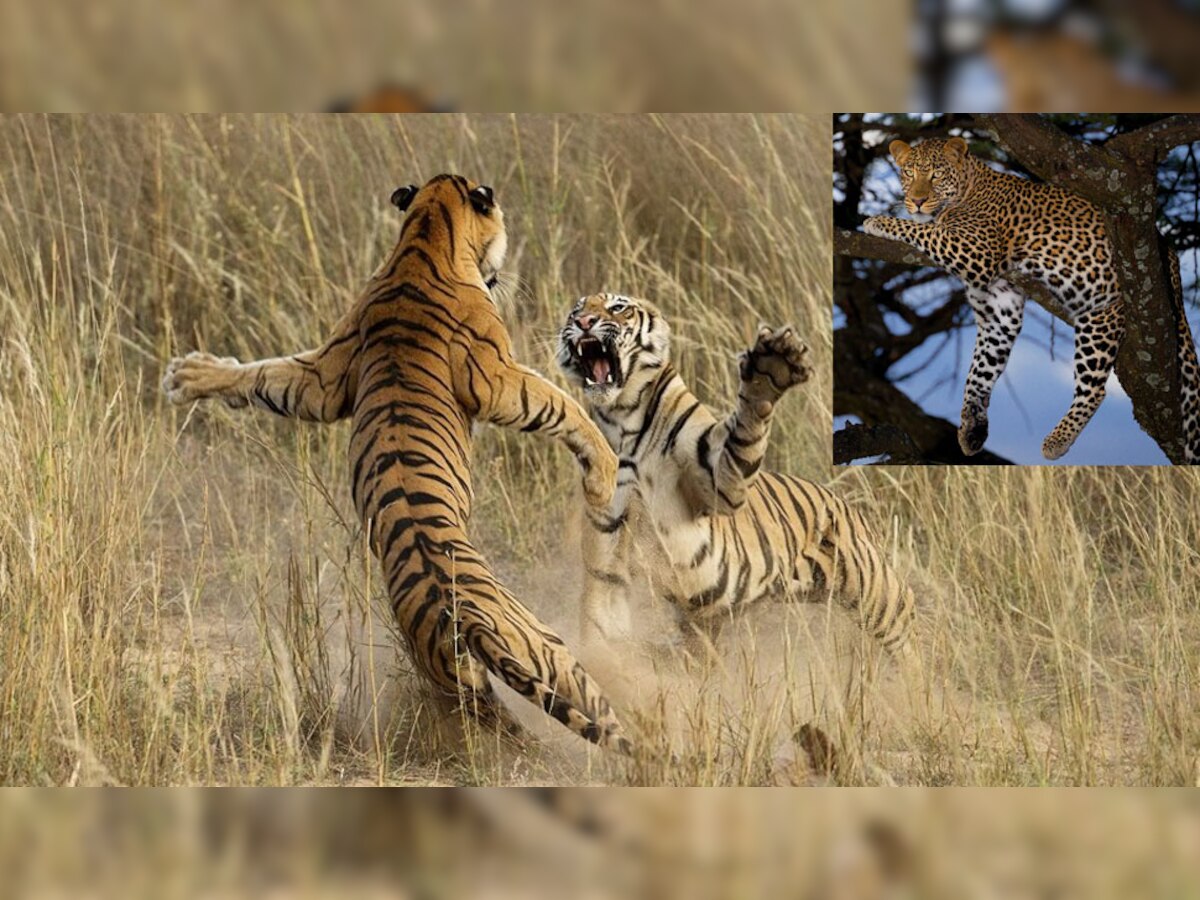 leopard trapped between two tigresses fight in bandhavgarh tiger ...