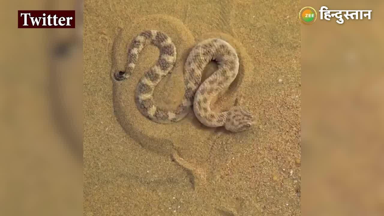 Python hide himself in sand for hunt video goes viral on social media ...