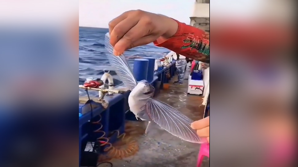 Fish have fins like wings video viral on internet | Viral Video: पंख ...
