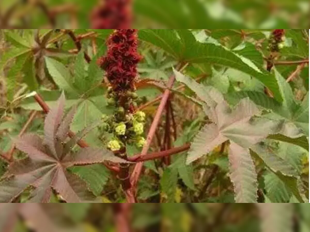 Five most poisonous Plants and flowers are Dangerous to human life ...