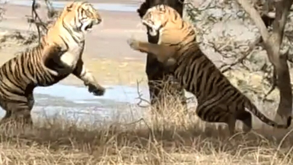 Tourists caught breath watching two tigers thrilling wrestling in ...
