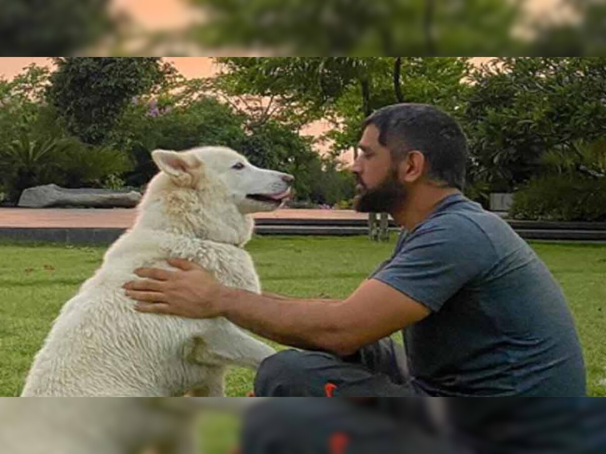 Indian Cricketers Pet Lovers Cricketers Sachin Tendulkar MS Dhoni Virat ...
