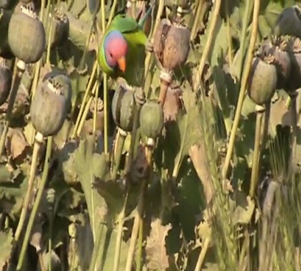 Opium parrots Drunk parrots are flying high after eating pods farmers ...